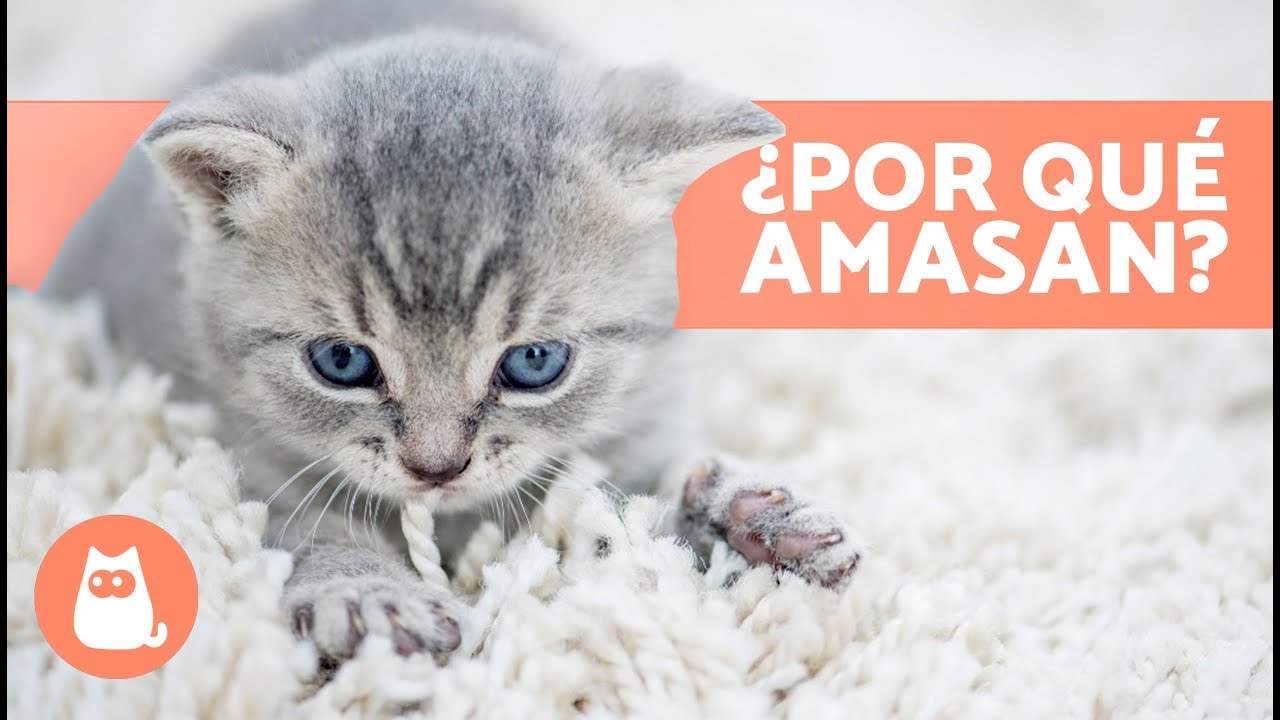 ¿Por qué mi GATO AMASA? 🐱🐾 | 6 Significados que te Sorprenderán 🐈 - YouTube