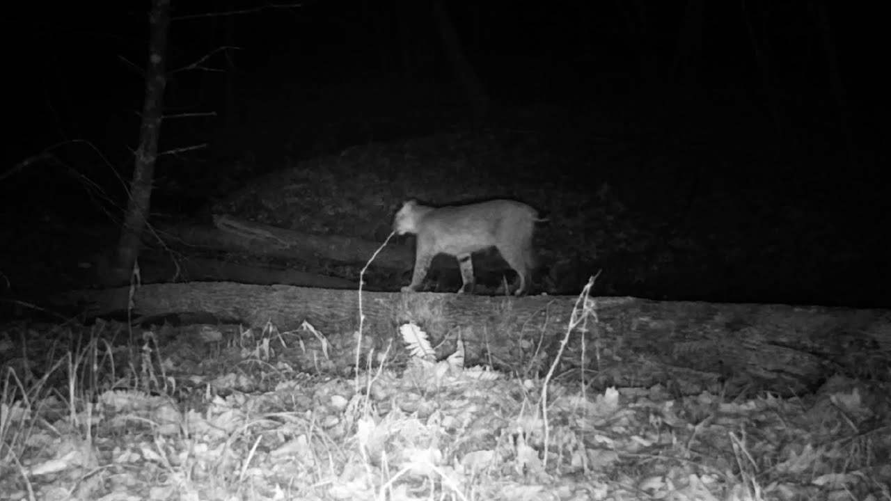 Virginia Trail Cam | Bobcat, Woodpeckers, Coyotes, Foxes, Deer ...
