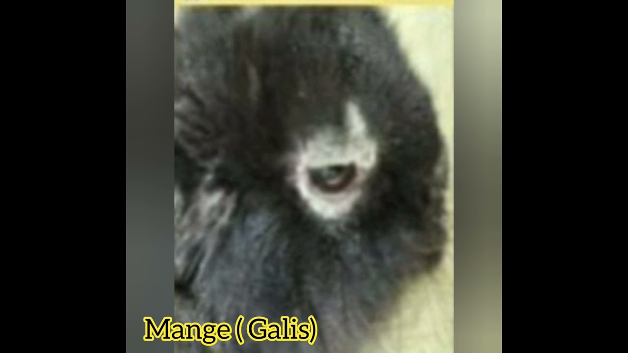 How to treat skin diseases/mange or galis sa rabbit??.. - YouTube