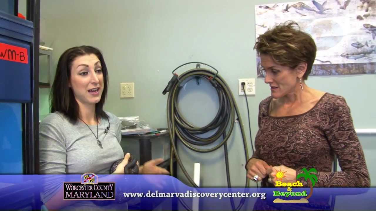 'Delmarva Discovery Center Behind the Scenes' - for Worcester County ...