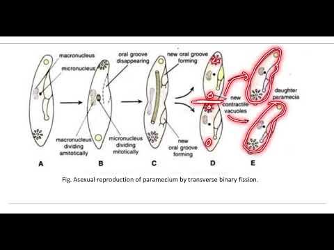 Class 11 Biology NEB – Asexual Reproduction in Paramecium (Transverse ...