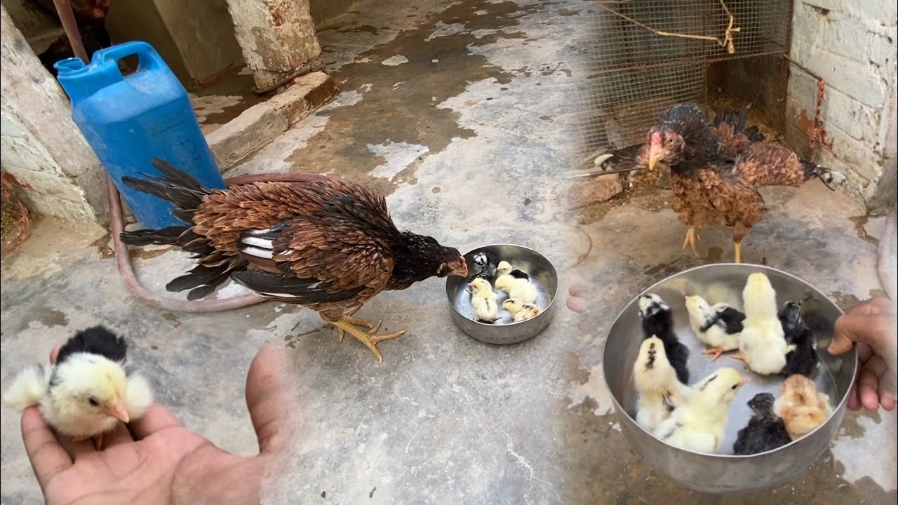 Hamari galva maji ne apne chuje haij kar liye 😍 - YouTube