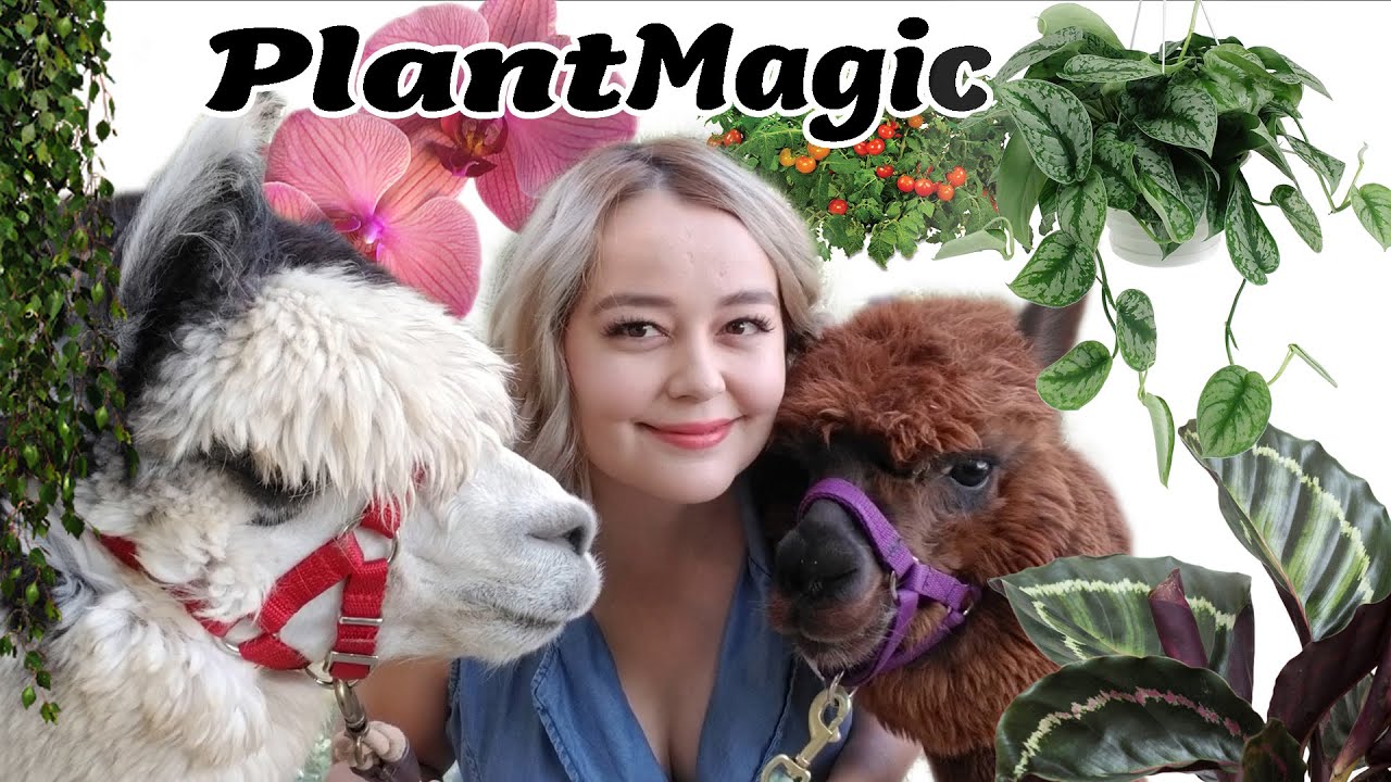 Alpaca Beans Fertilizer for Plants - YouTube