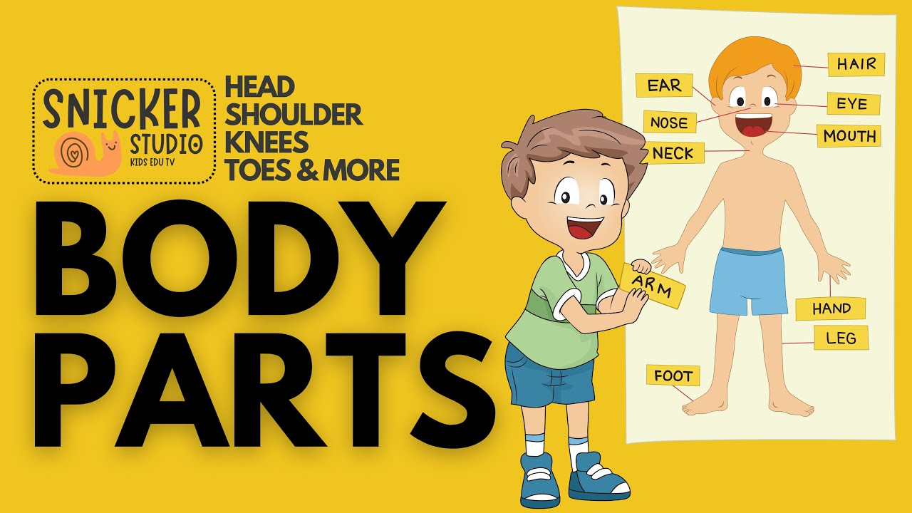 Head, Shoulders, Knees & Toes - Body Parts for kids - YouTube