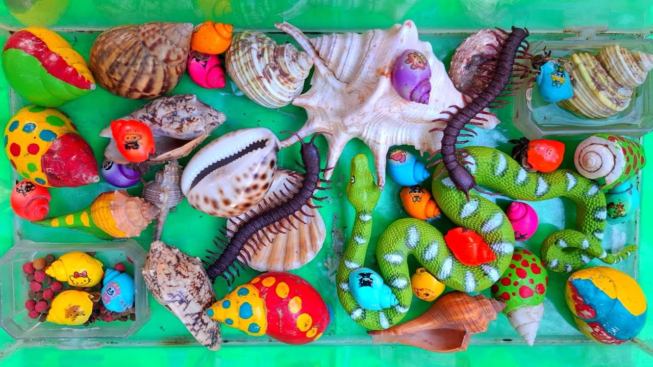 Wow Amazing!! Catching Invertebrates Animals, Colorfull Hermit Crabs ...