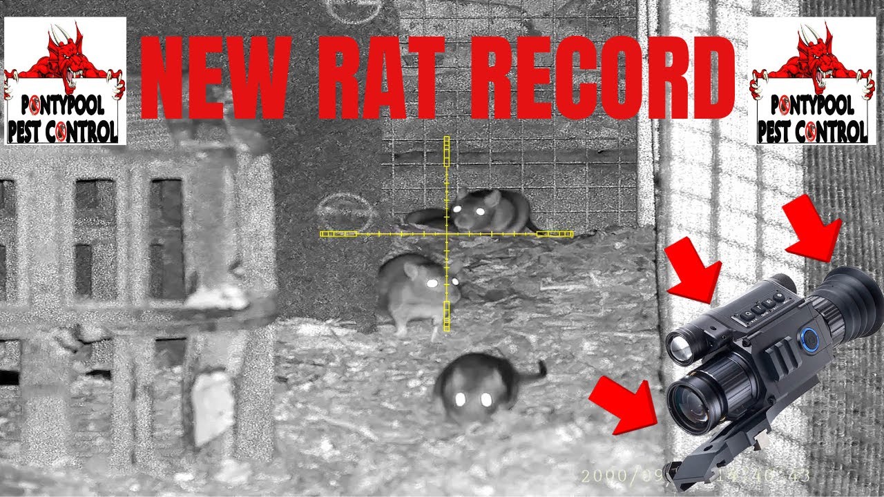 pard 008 lrf chicken farm rat shooting with air rifles - YouTube