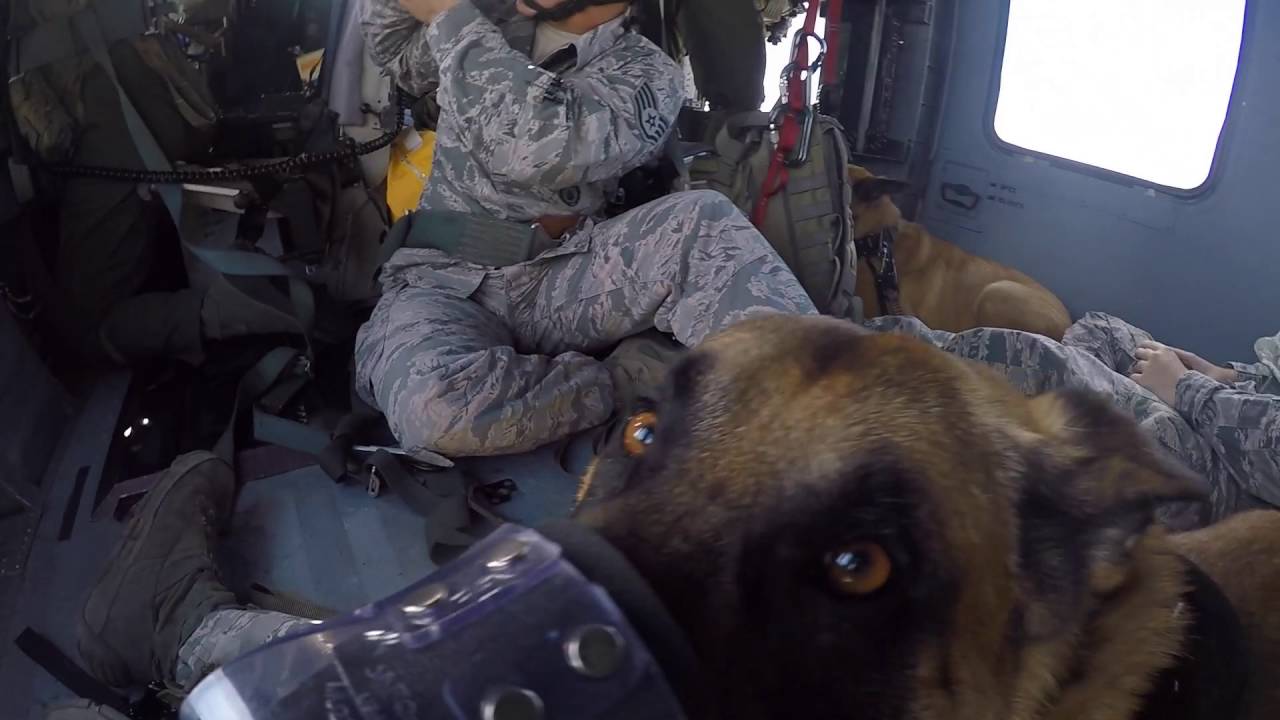 Helicopter Training K9 - YouTube