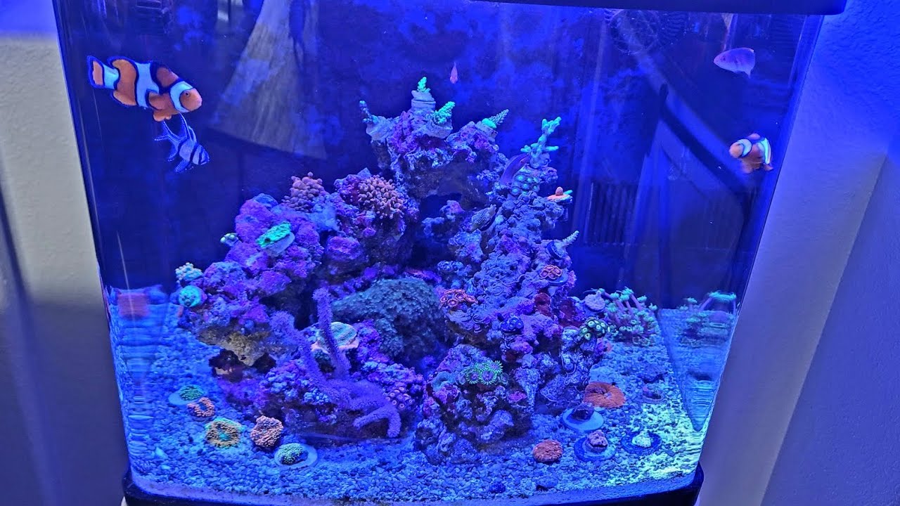 32 Gallon Biocube 09/2022 - YouTube