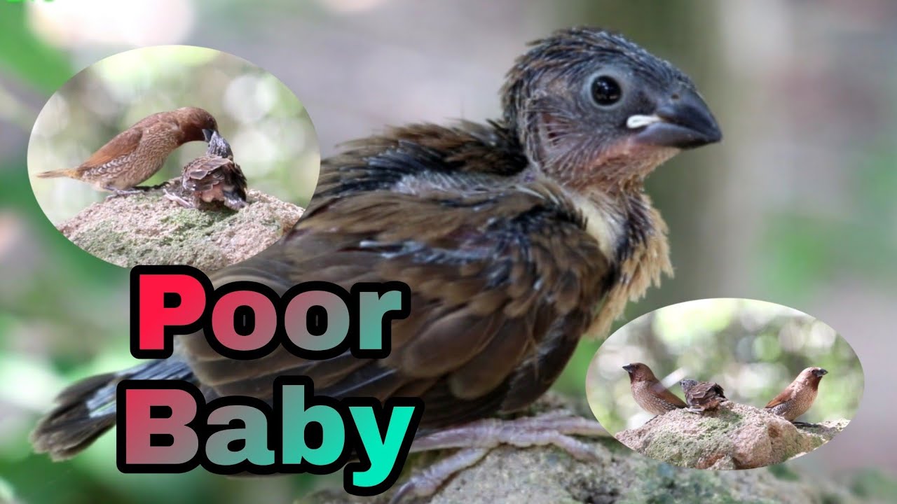 A poor sparrow falls from the top of a tree, pathetic little bird, It ...