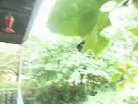 Gives me the heebeegeebees - YouTube