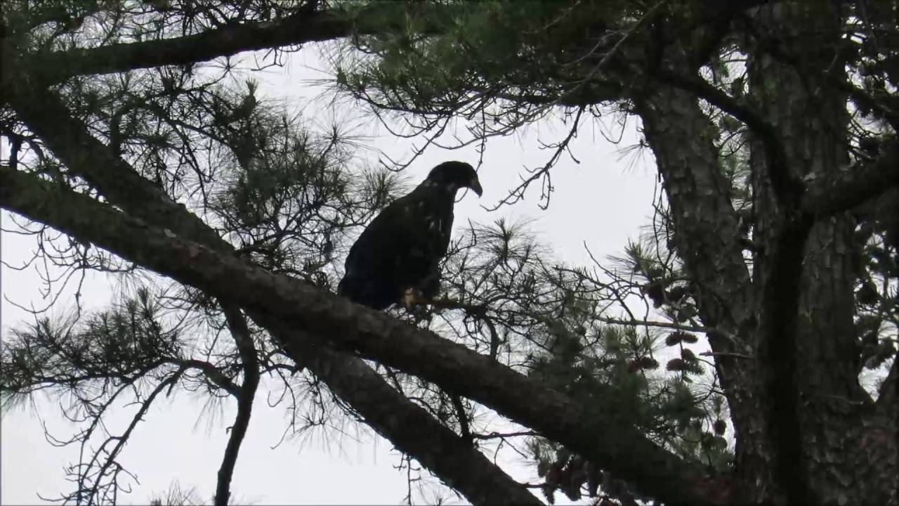 2016 05 09 Berry College Eagles "Fledge! Fledge!" - YouTube
