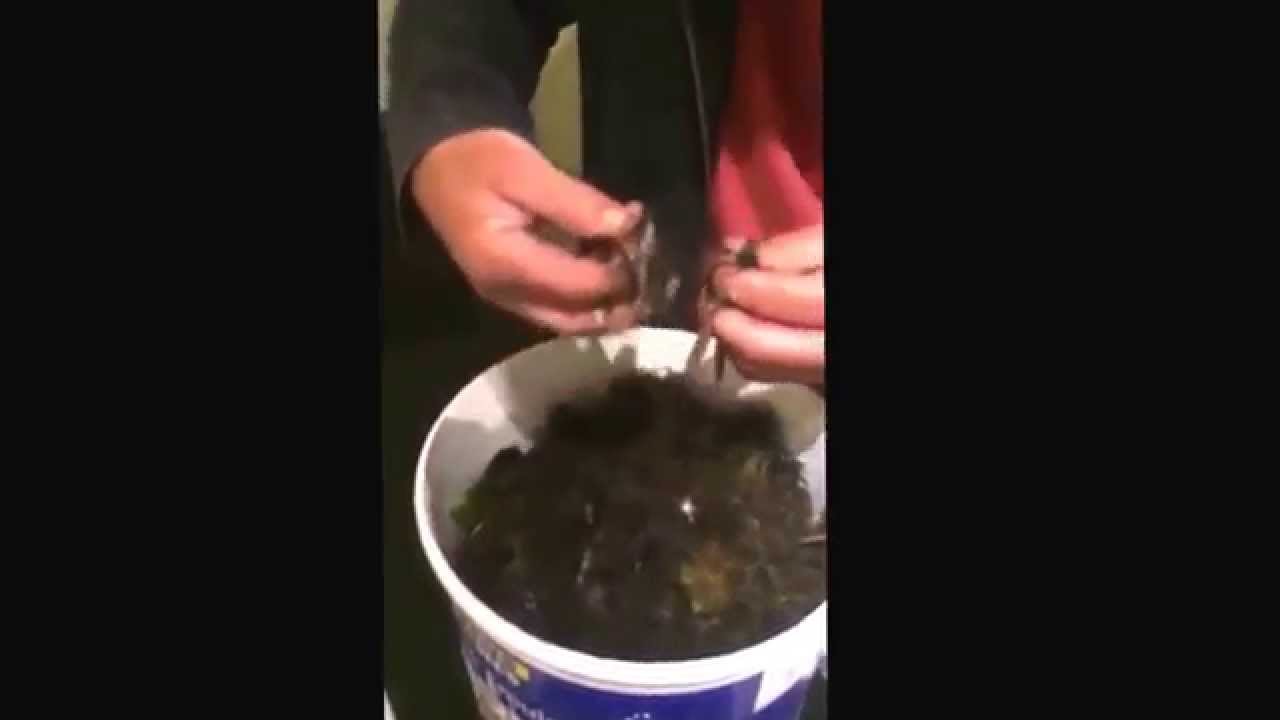 Snorting worms ! - YouTube