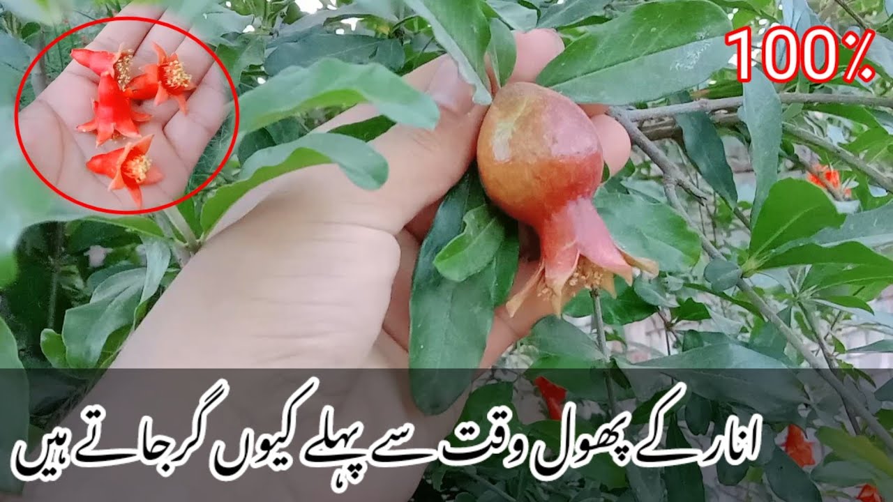 Anar ke phool waqt se pahle kio gir jate hain / important video / How ...