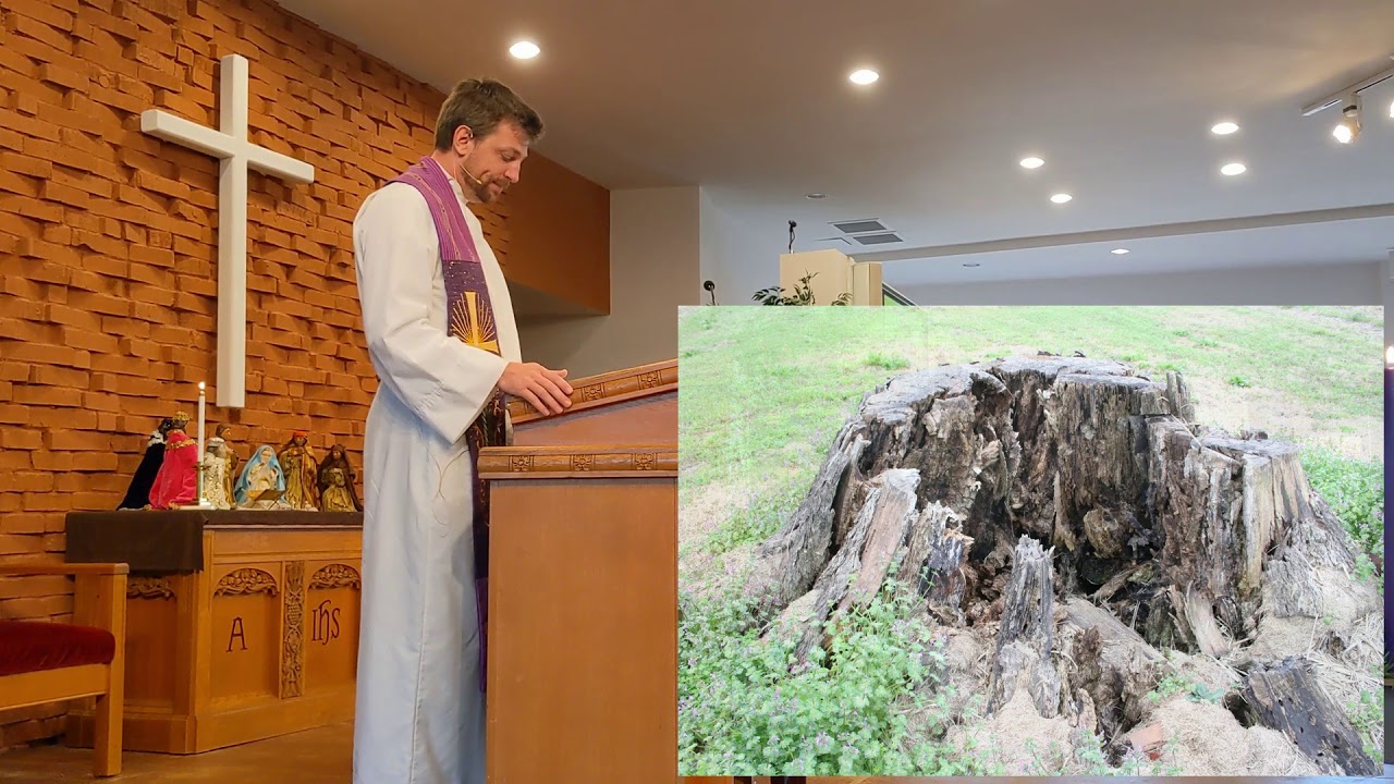 "People of the Stump" a Sermon on Isaiah 11:1-10 Rev Mark Weber ...