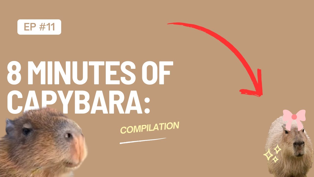Prepare For Cuteness Overload: Don't Miss This 8-minute Capybara Compilation! - YouTube
