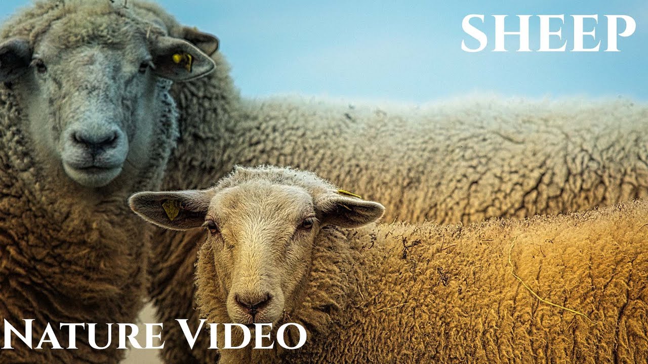 Nature Video | Sheep | Relaxing Music - YouTube