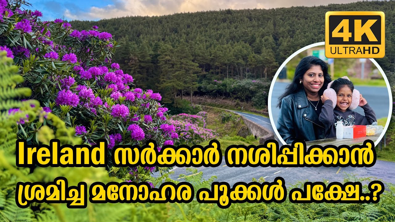 THE VEE PASS IN RHODODENDRON SEASON CO. TIPPERARY & WATERFORD | IRELAND ...