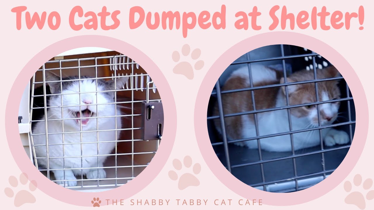 TWO CATS DUMPED AT SHELTER | Come with us as we go to pick them up ...