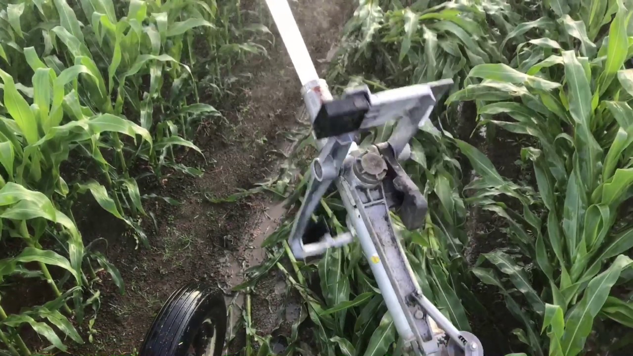 Running through getting wet irrigated corn 🌽Nelson Gun - YouTube