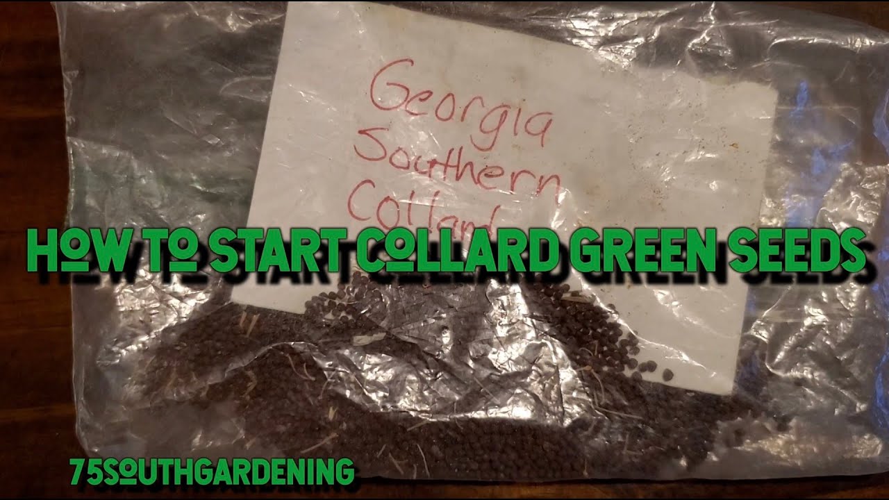 How to Start Collard Green Seeds - YouTube