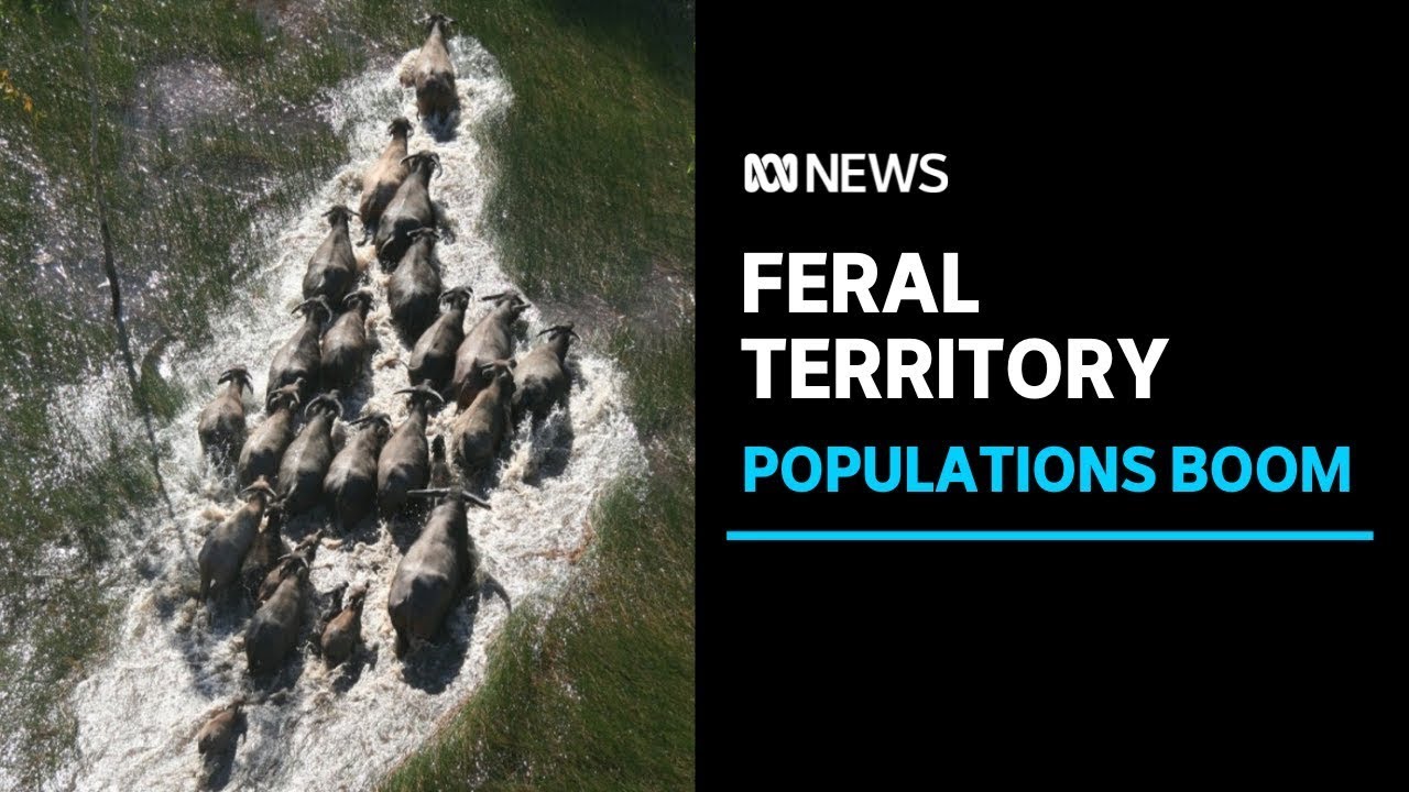 The feral threat facing Kakadu National Park | ABC News - YouTube