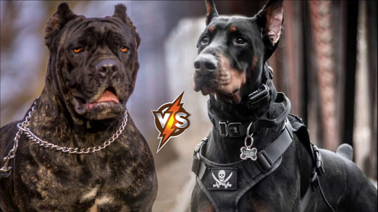 Cane Corso VS Doberman - Who is stronger? Who will win? - YouTube