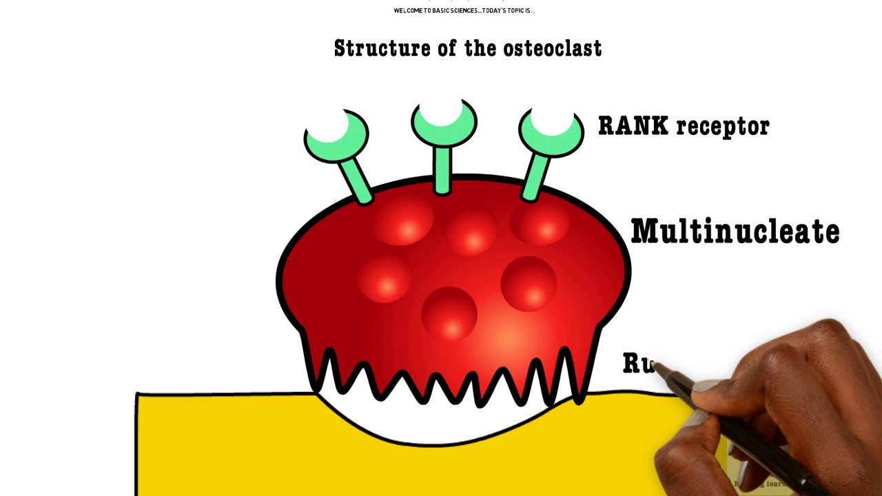 Basic Sciences - Structure of the Osteoclast - YouTube