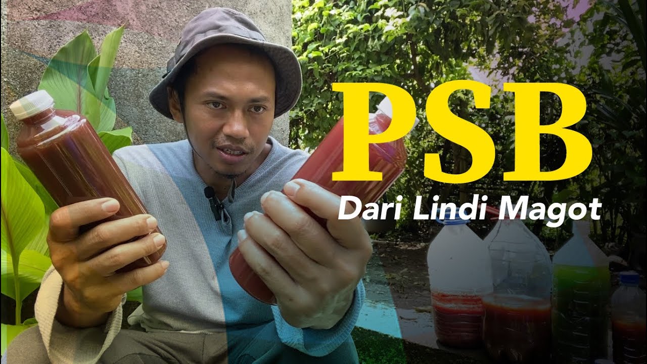 Membuat Pupuk PSB Dari Lindi Magot - YouTube
