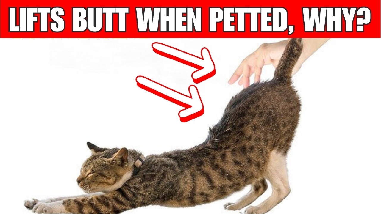 Why does your cat LIFT THE BUTT when petted? - YouTube