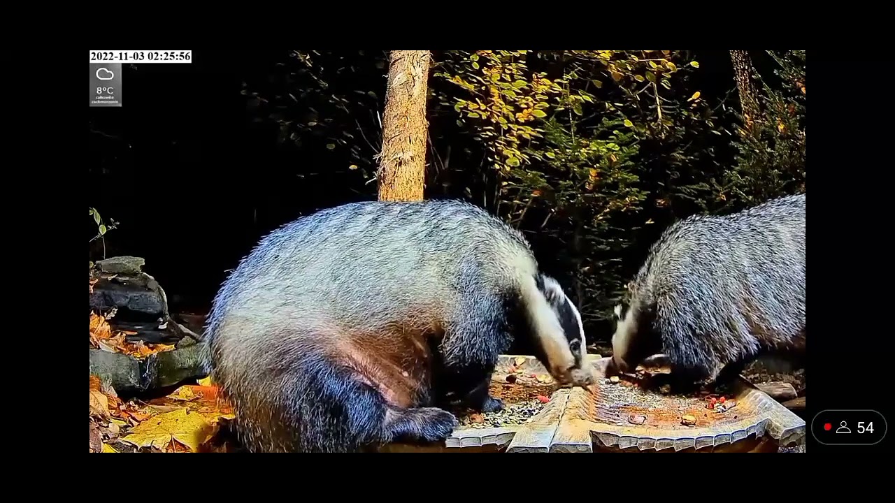 Badger 🦡 - YouTube