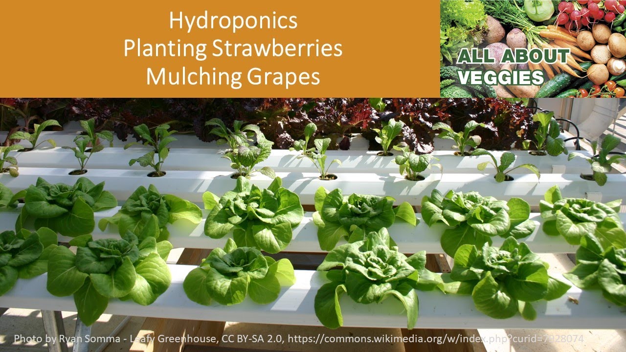 Hydroponics, Strawberries, Grapes - YouTube