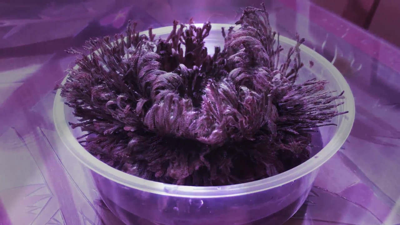 Immortal Plant Dance Party - YouTube