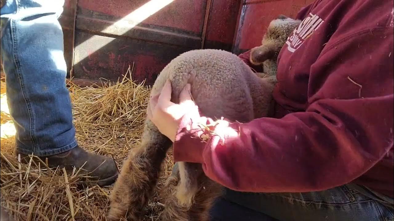 Banding and docking day for the lamb! - YouTube