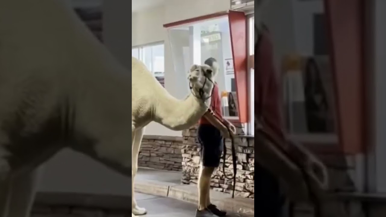 Camel Love French Fries | French Fries |Camel |#shorts - YouTube