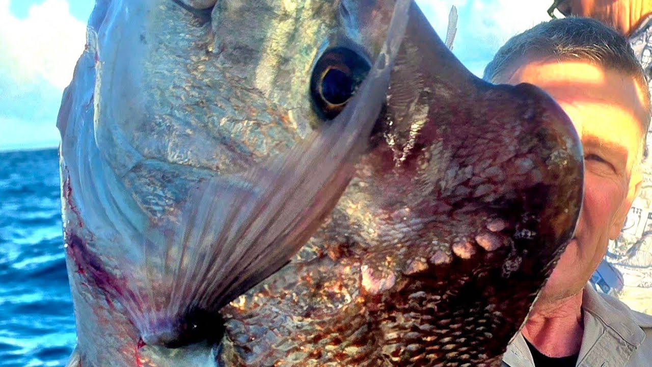 Knobby Snapper, during insane pack. Great fishing on Rainbow Escape ...