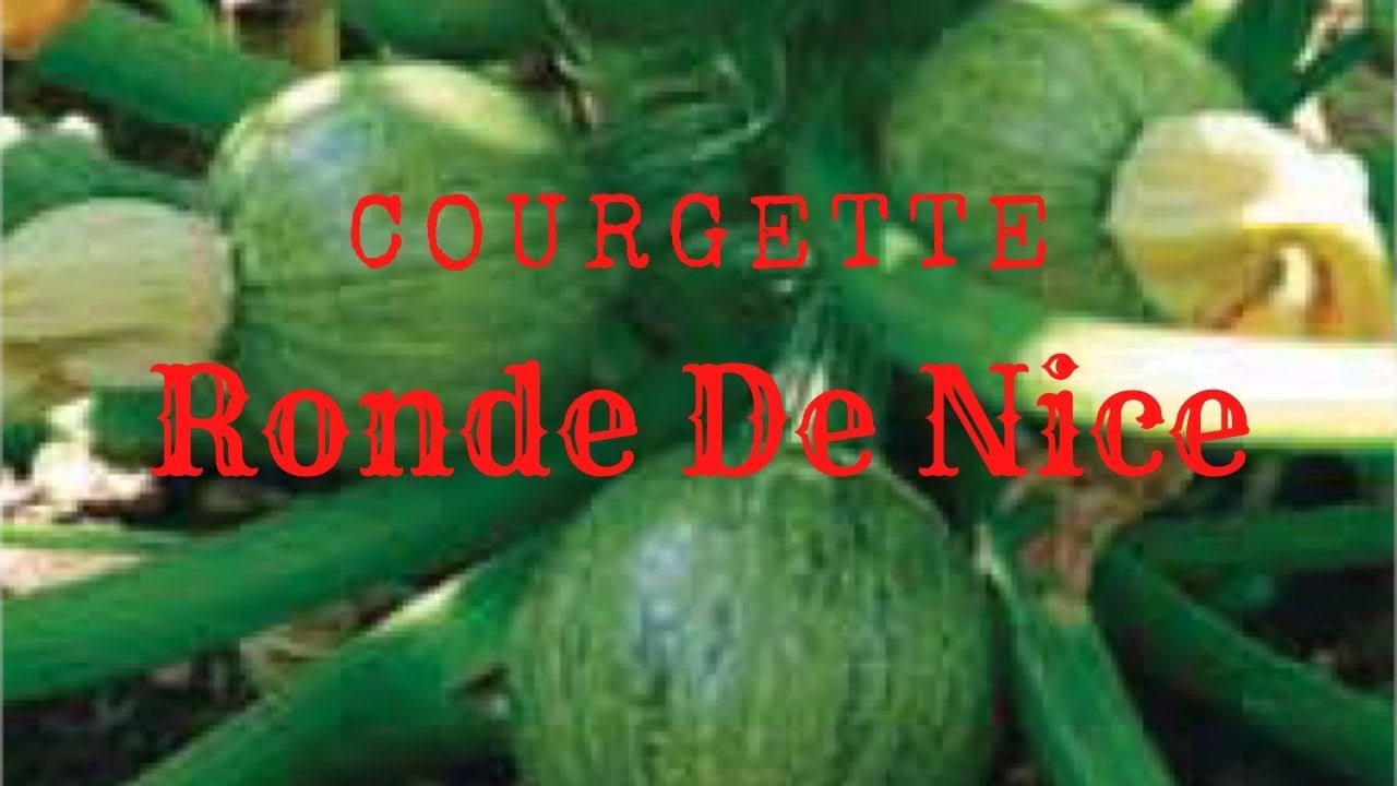 How to grow Courgette Ronde De Nice from seed. - YouTube
