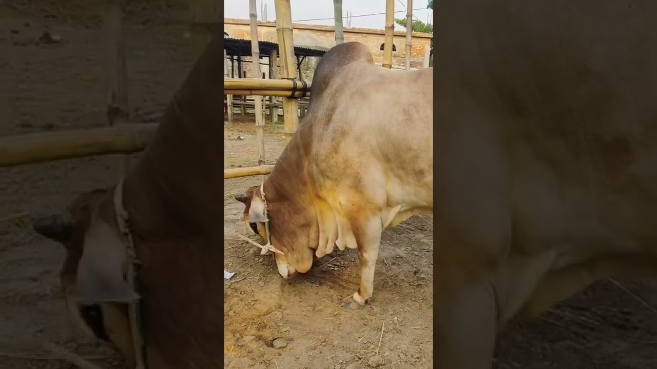 2022pagla Goru#gorur haat#gorur video#2022 korbani Eid #boro pagla goru ...