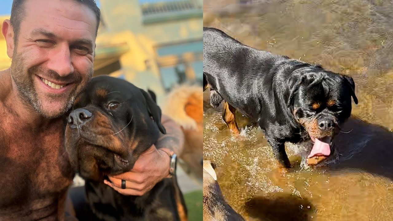 "Challenging" dogs like Leroy are often the most rewarding and loyal ...