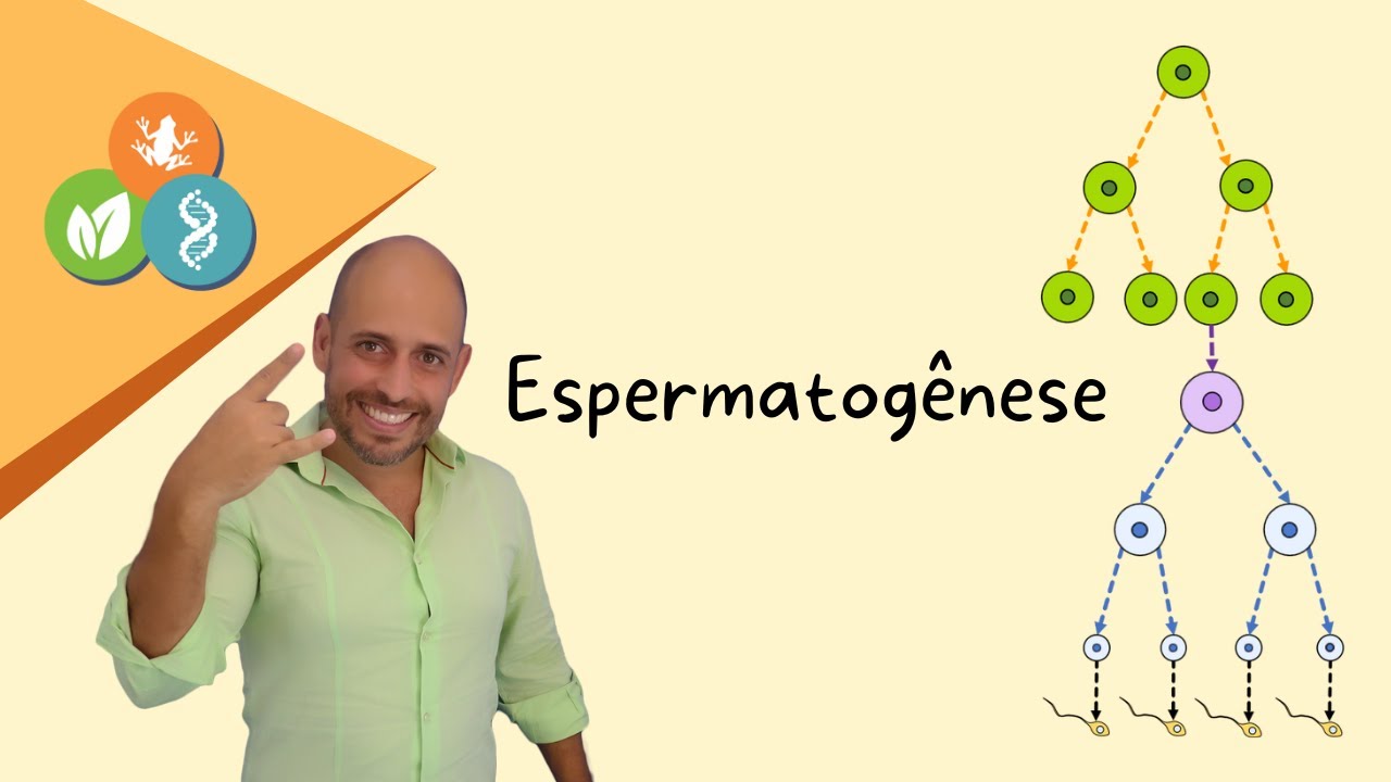 Espermatogênese - YouTube Espermatogênese - YouTube