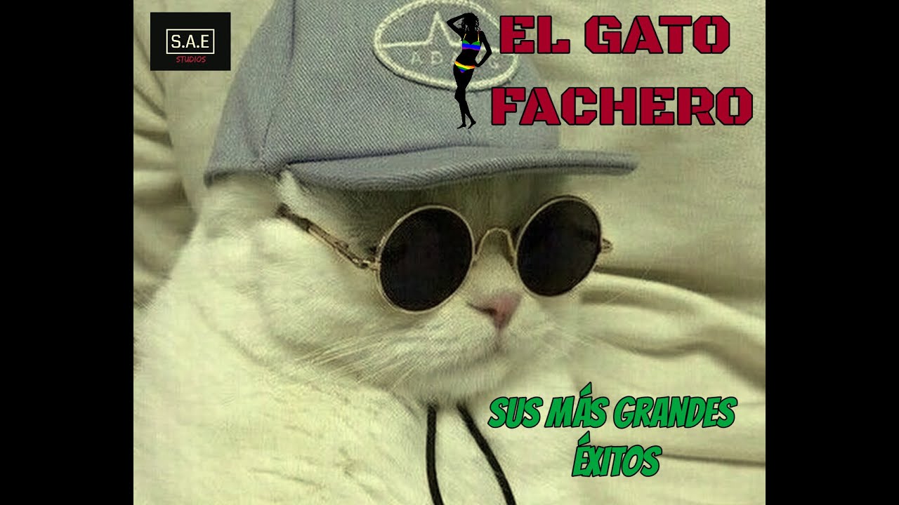 EL GATO FACHERO volumen dos - YouTube