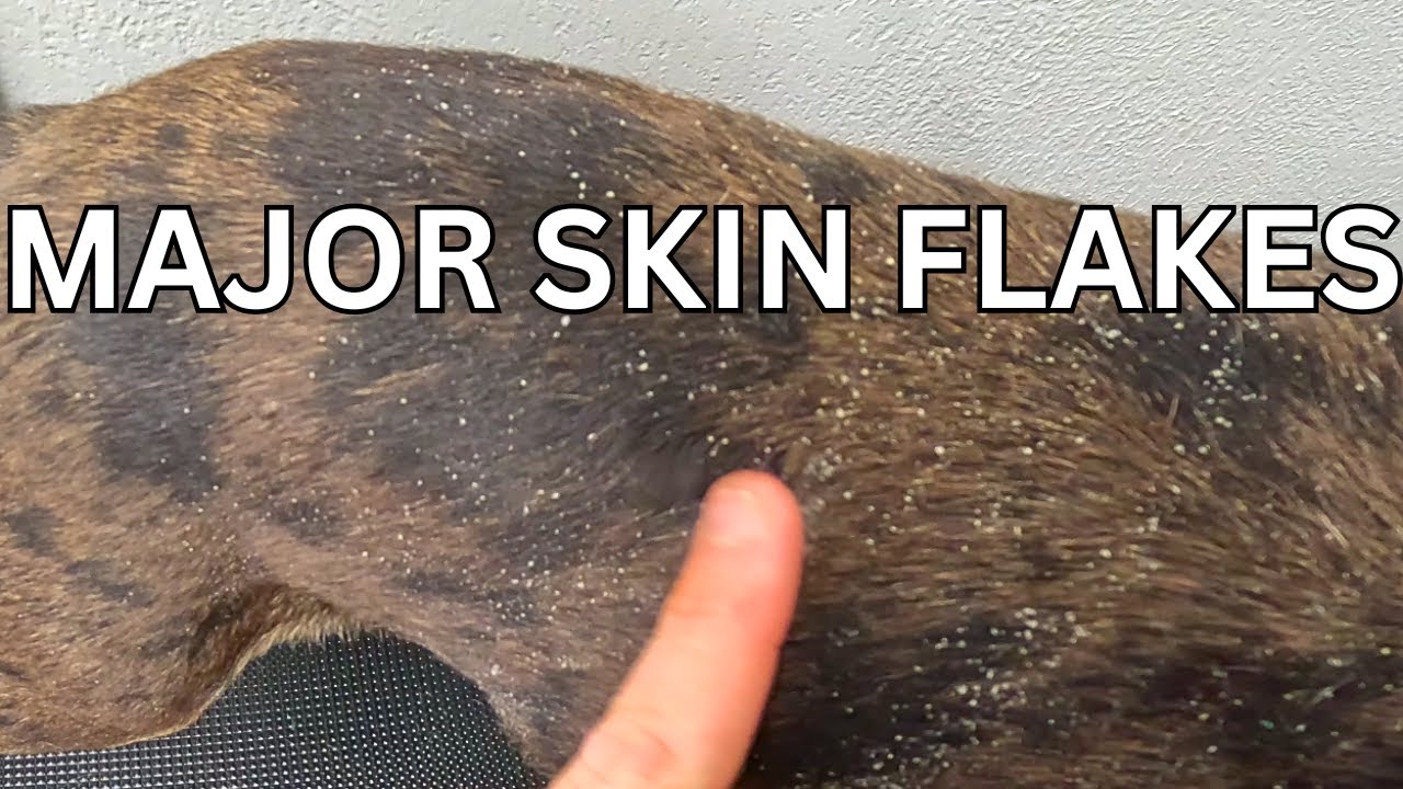 Frenchie With MAJOR Skin Flakes - YouTube