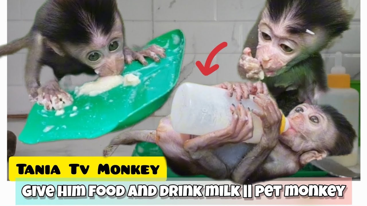 p-l-e-a-s-e-give-him-food-and-drink-milk-pet-monkey-youtube