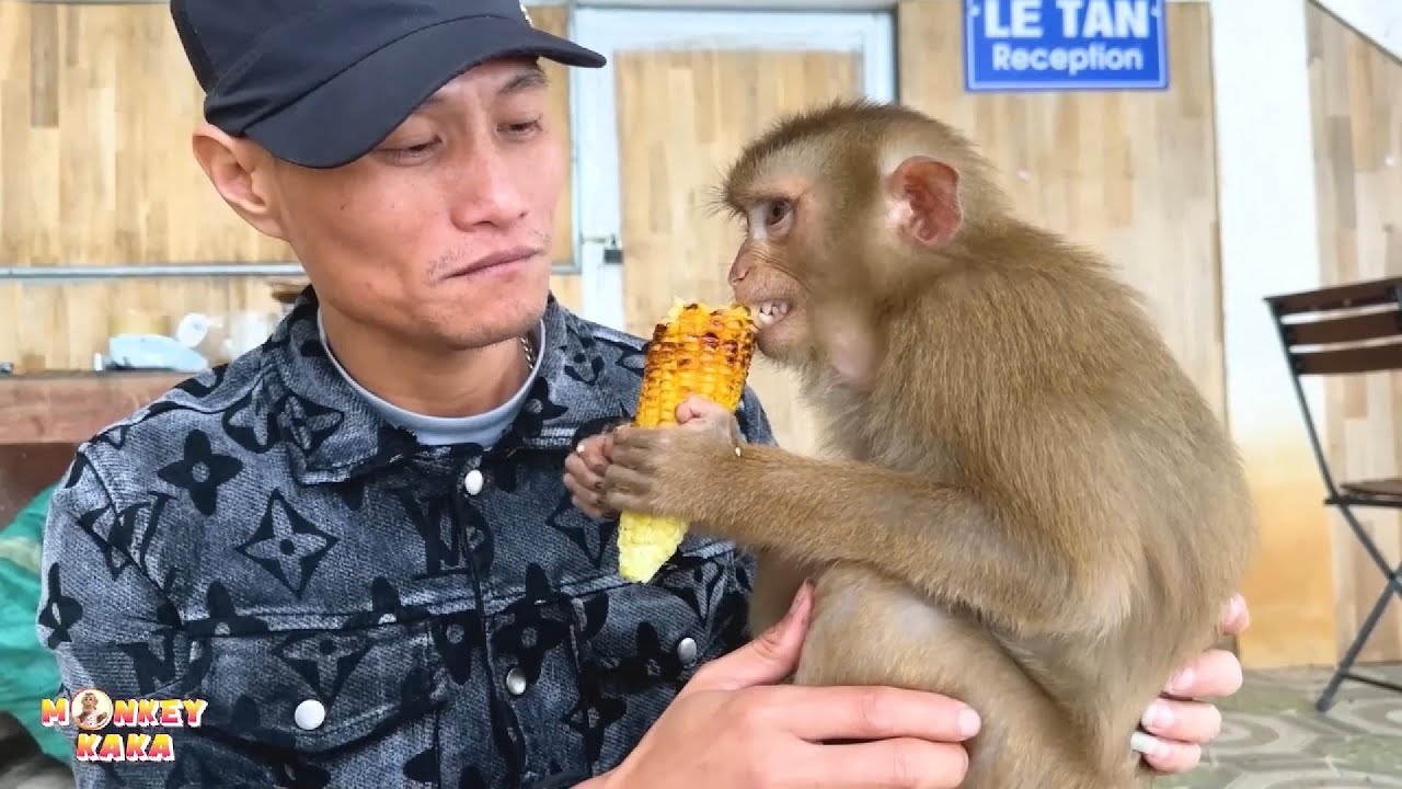 Without dad bringing food, can Monkey Kaka find food to eat? - YouTube