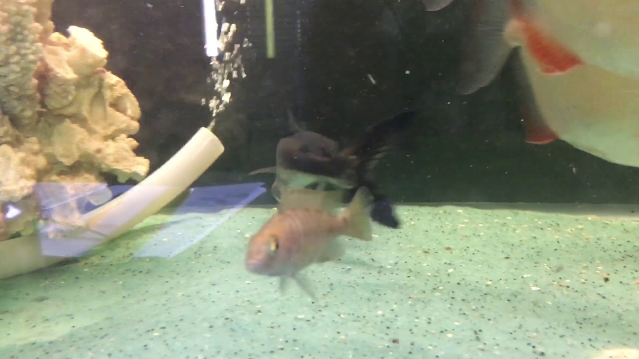 Shark eats Algae eater - YouTube