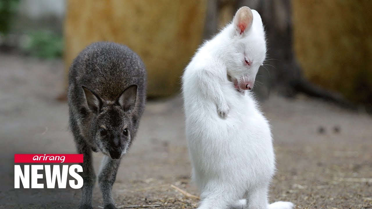 Rare snow-white albino wallaby baby enjoys public appearance at Russian ...