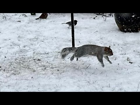 Flying Squirrel in action! - YouTube