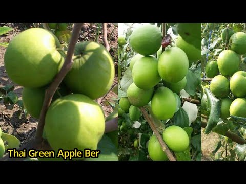 Thai Green Apple Ber Plants | MONDAL NURSERY CONTACTS : 9733735193 ...