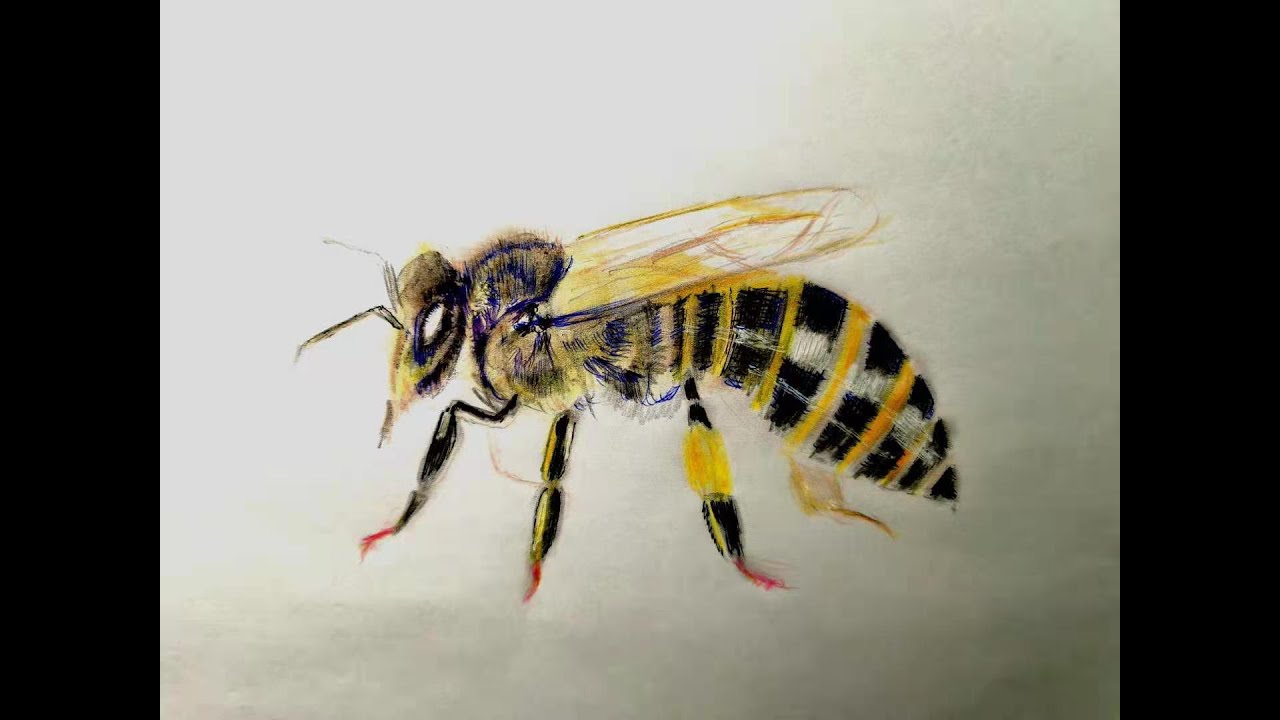 How to Draw Realistic Bee with Colored Pencils -Time Lapse| Challenge ...