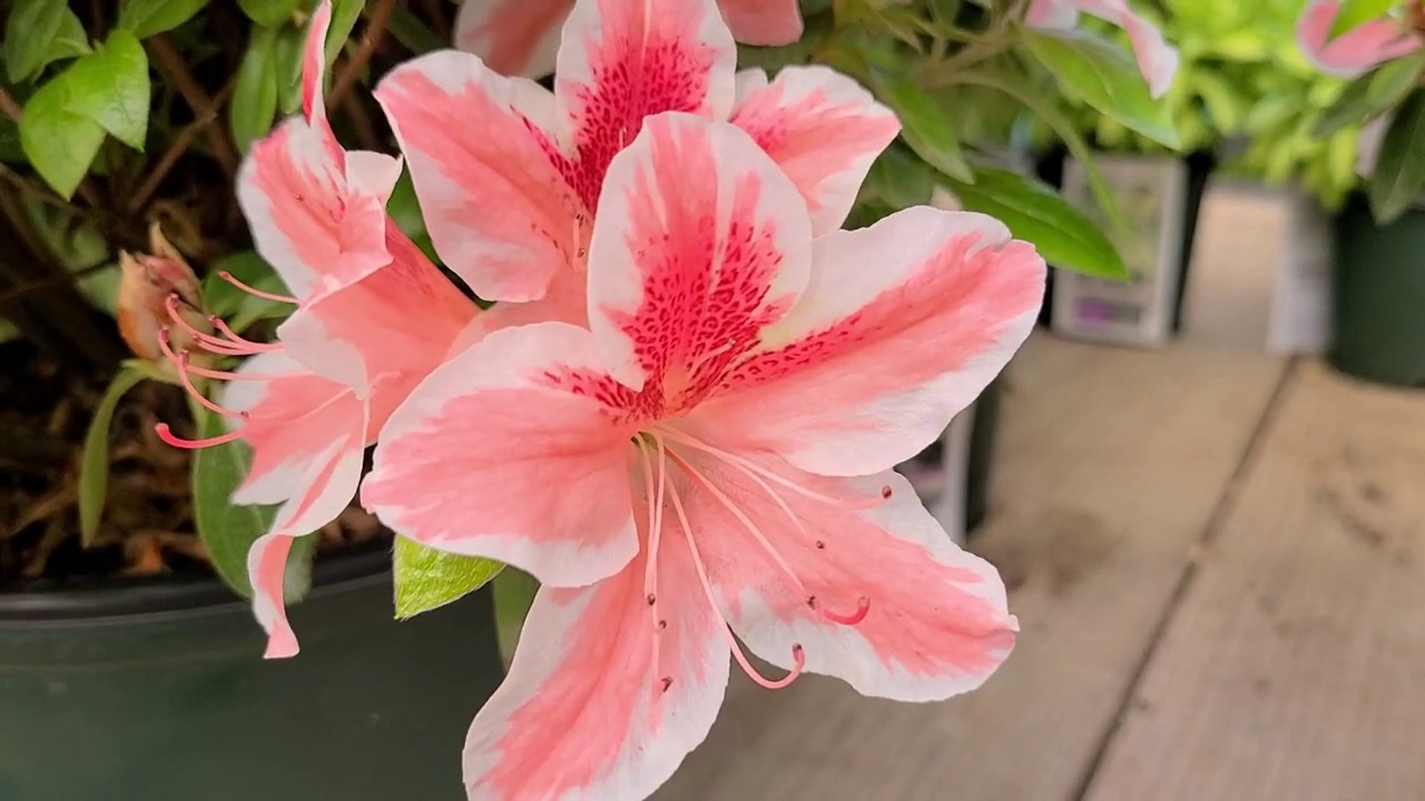 Azalea 'Ben Morrison' // BEAUTIFUL,🌸 large bi-colored flowers in shades ...