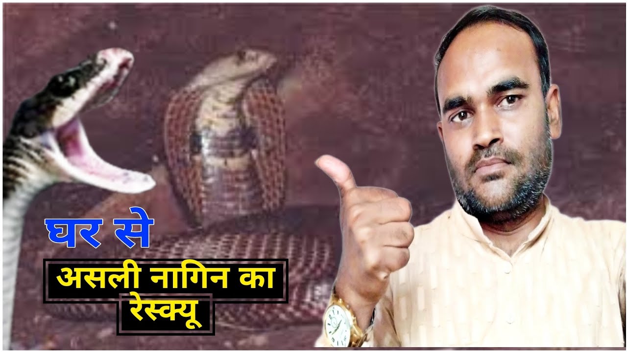 snake rescue video | nagin ka rescue | black cobra snake rescue from a ...